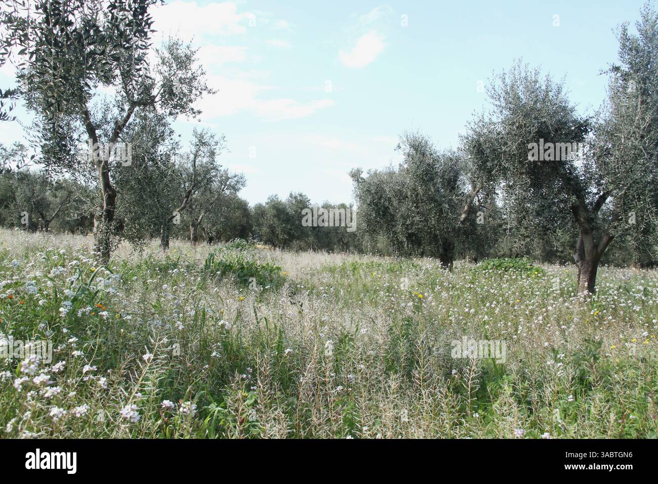 Young olive trees grove hi-res stock photography and images - Alamy