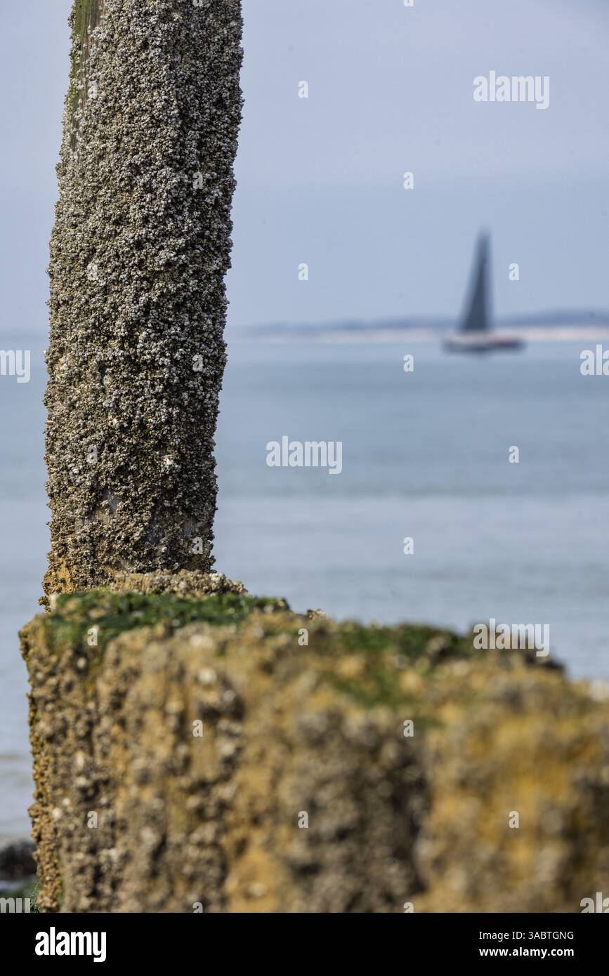 Wooden pile of groyne with algae hi-res stock photography and images ...