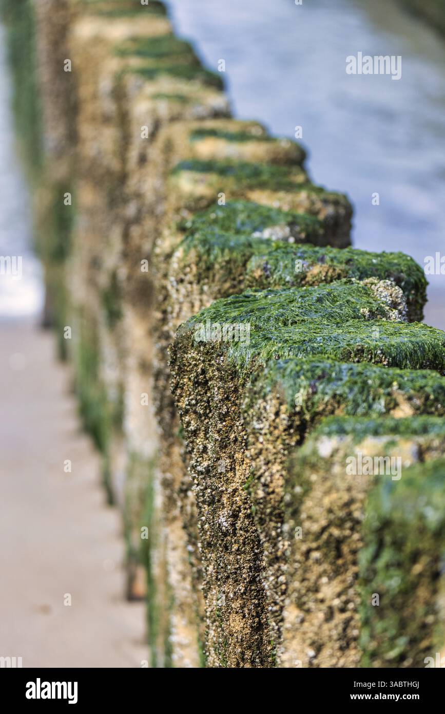 Wooden pillars overgrown with algae, groyne, at low tide on the beach ...