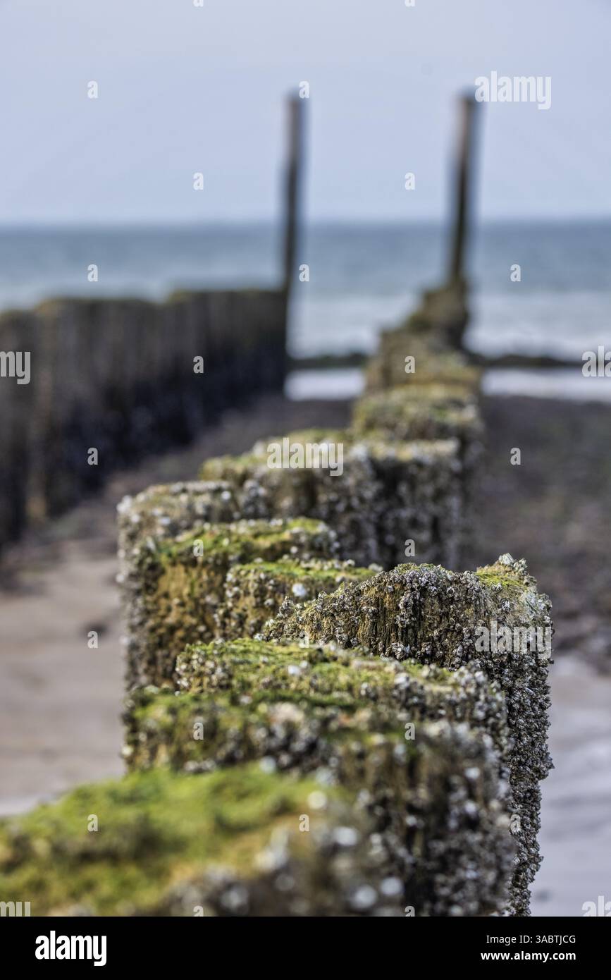 Wooden pillars overgrown with algae, groyne, at low tide on the beach ...