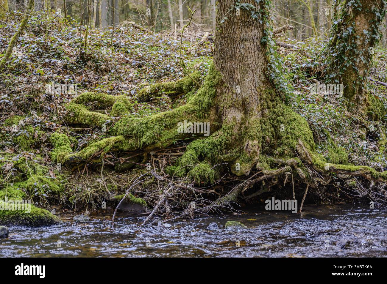 Moss-covered tree roots along a small river in the forest, Perlbachtal ...
