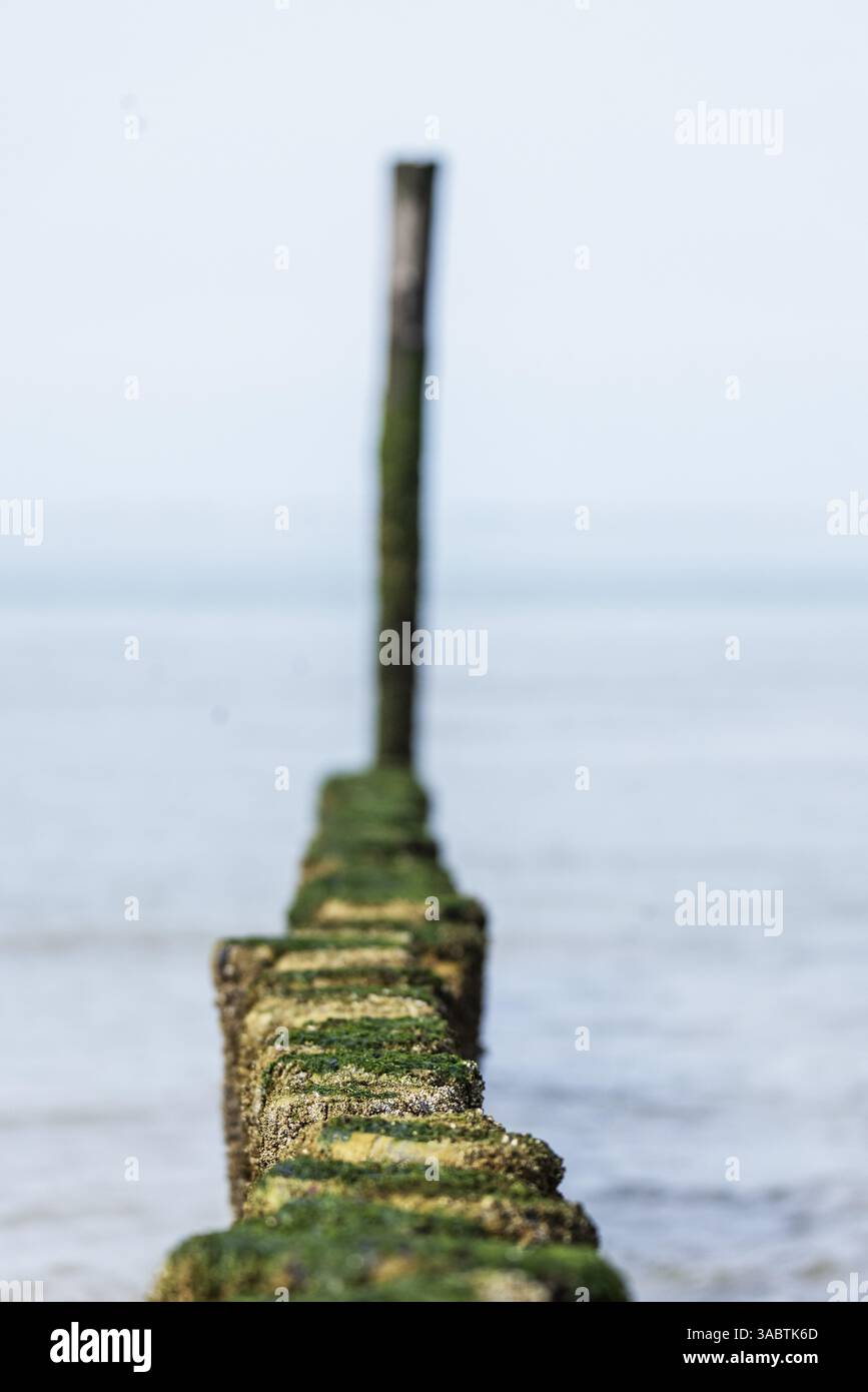 Wooden pillars overgrown with algae, groyne, at low tide on the beach ...