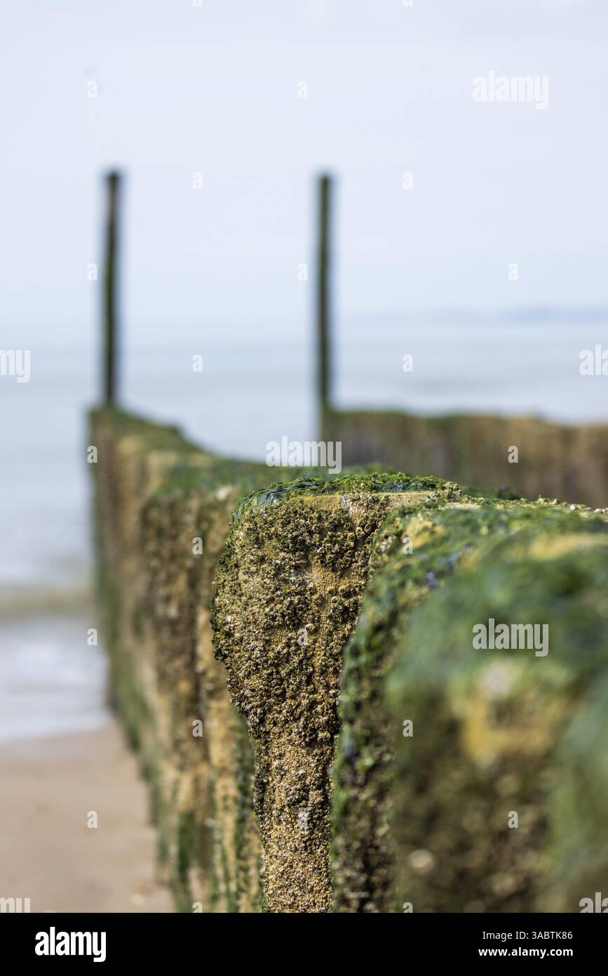 Wooden pillars overgrown with algae, groyne, at low tide on the beach ...