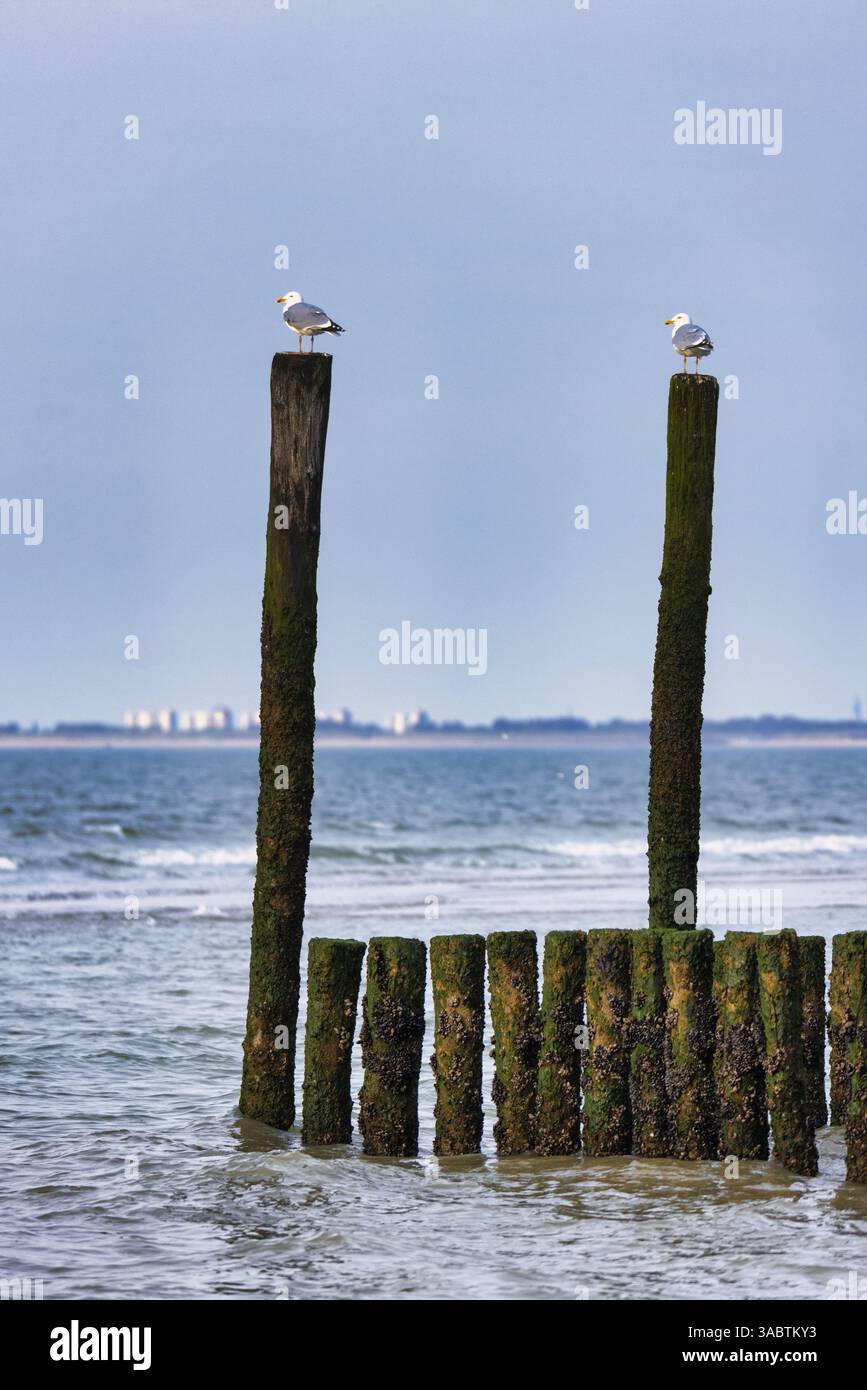 Two seagulls on algae hi-res stock photography and images - Alamy
