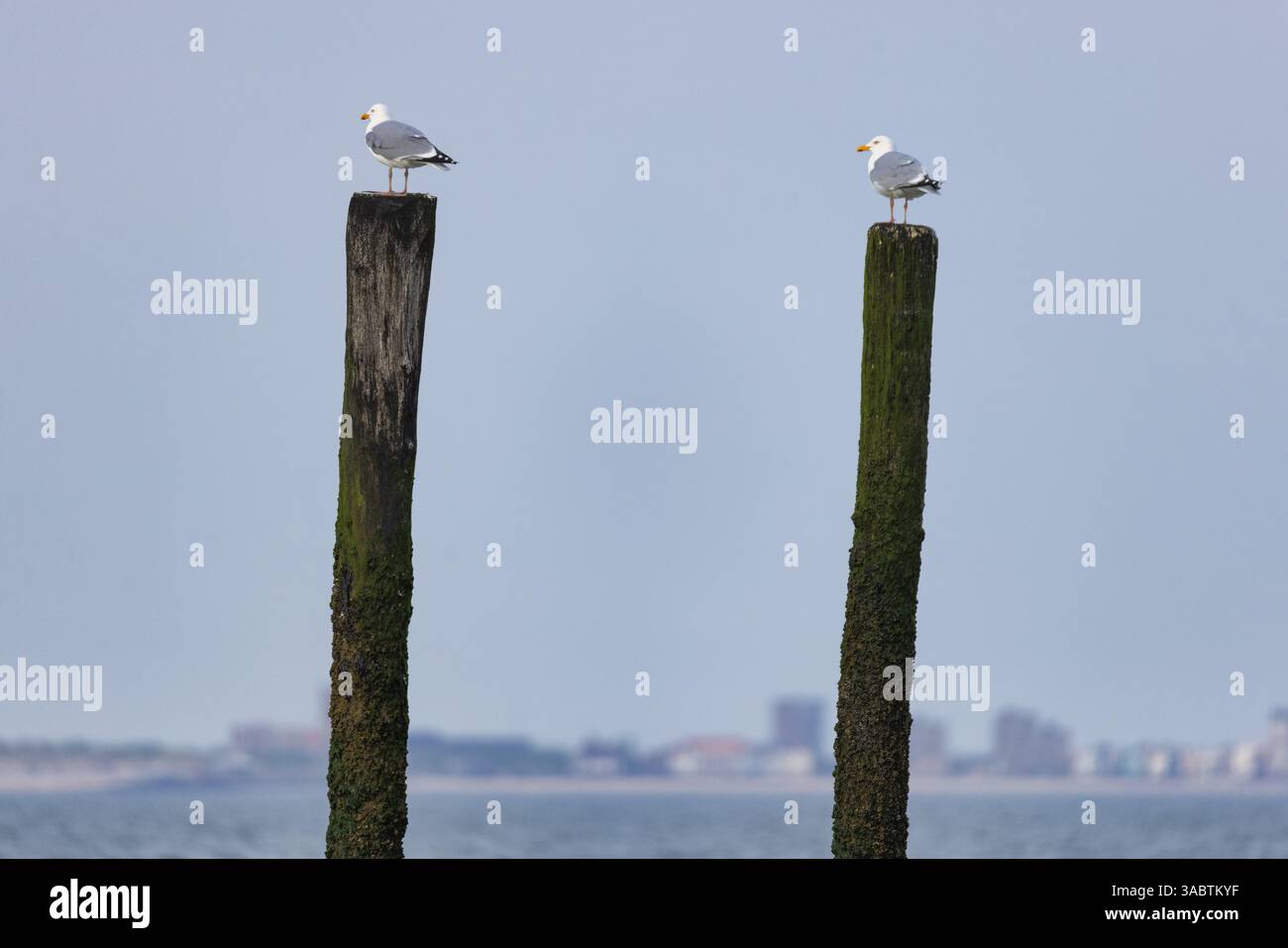 Two seagulls in pile hi-res stock photography and images - Alamy