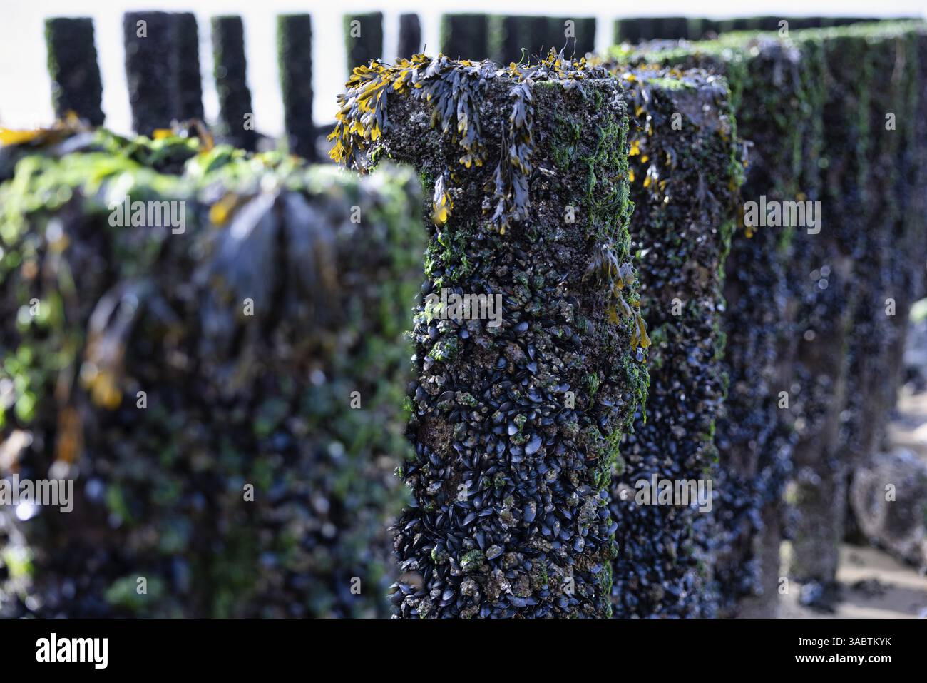 Wooden pillars overgrown with algae, groyne, at low tide on the beach ...