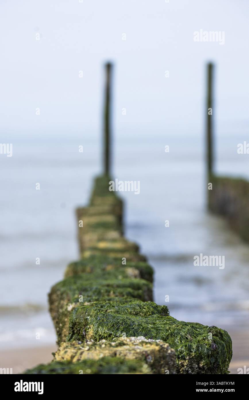 Wooden pillars overgrown with algae, groyne, at low tide on the beach ...