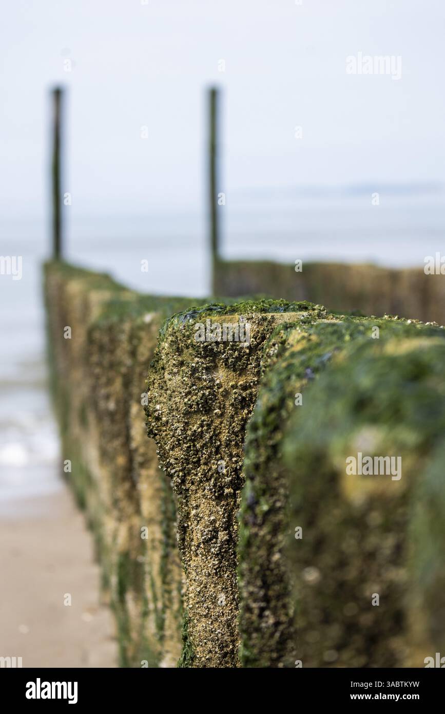 Wooden pillars overgrown with algae, groyne, at low tide on the beach ...