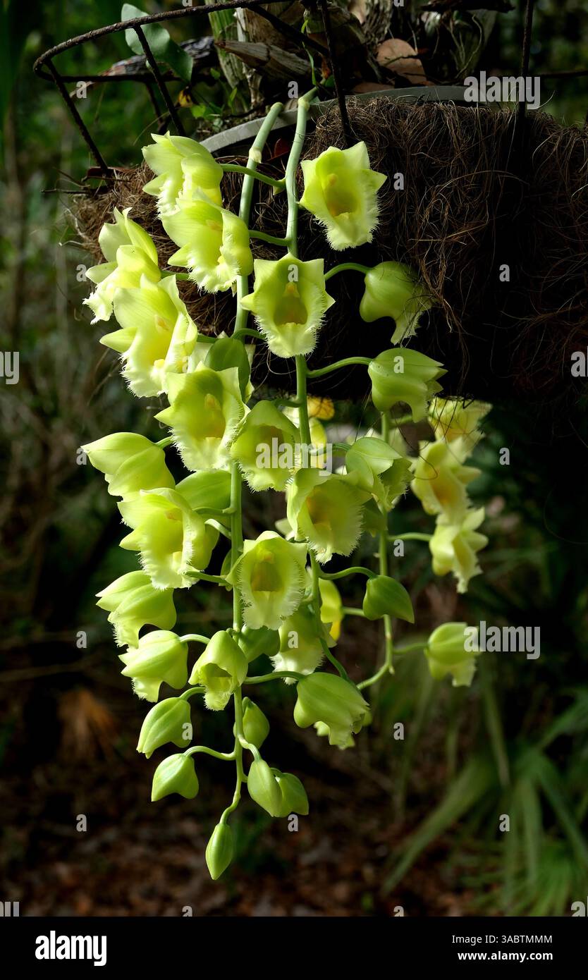 Orchid cluster hi-res stock photography and images - Alamy