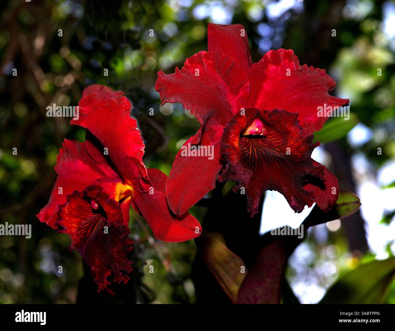 Red Burgundy Orchid Stock Photo - Alamy