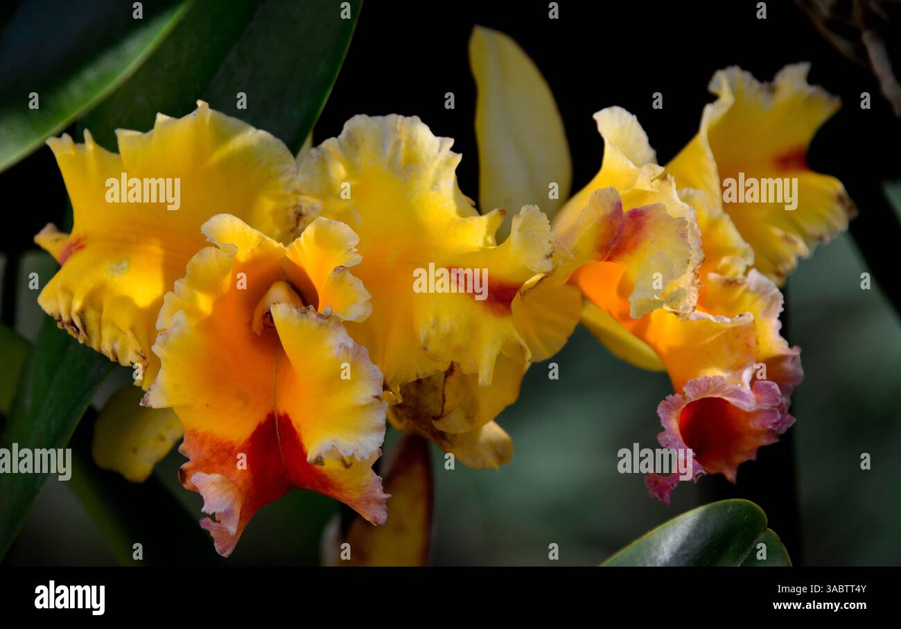 Cataleya orchid hi-res stock photography and images - Alamy