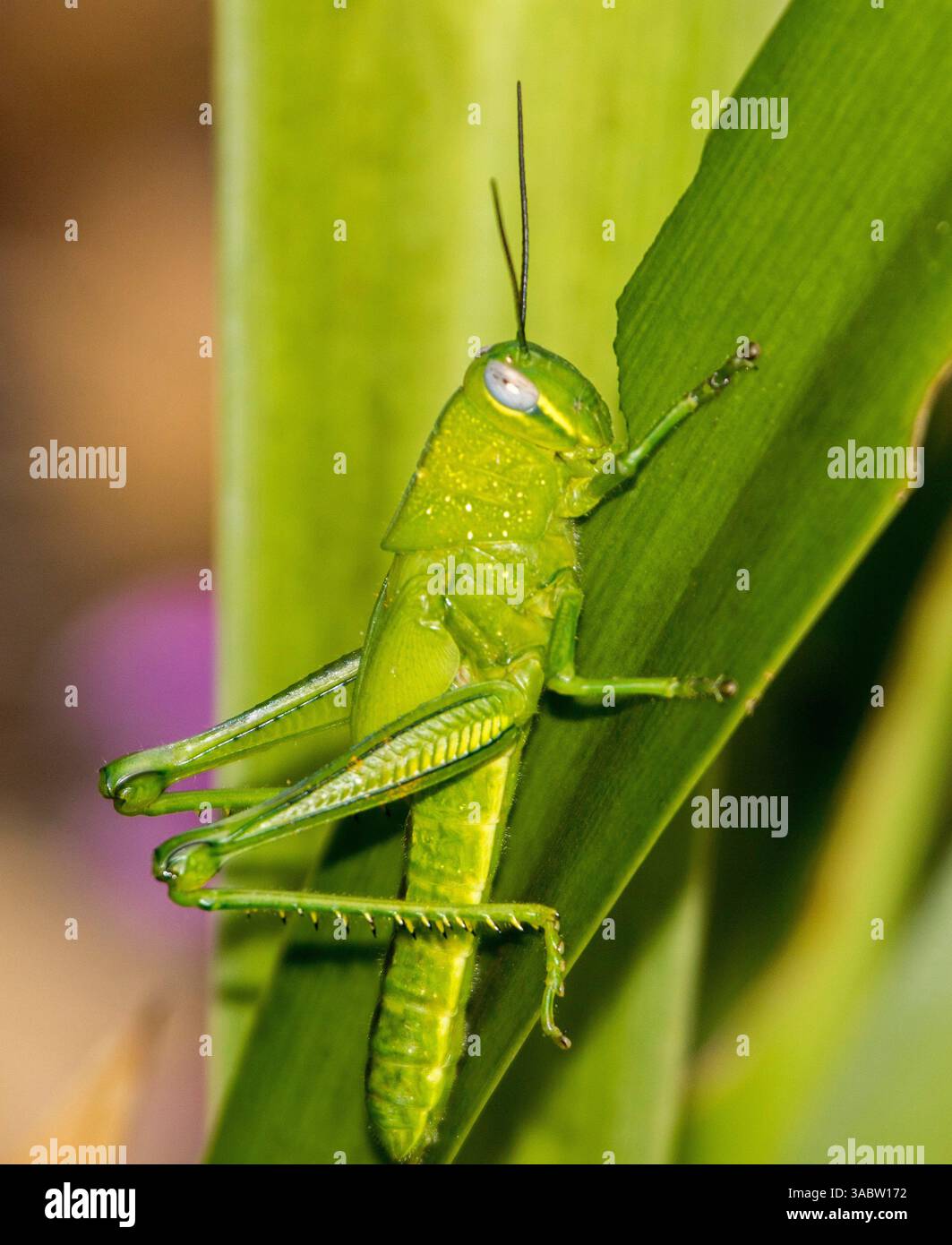 Grasshopper pests hi-res stock photography and images - Alamy