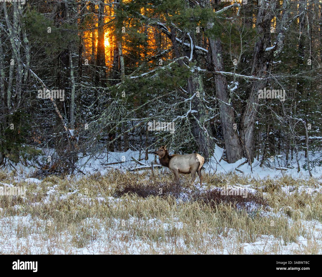 Cow elk on a March evening in the Clam Lake area of northern Wisconsin ...