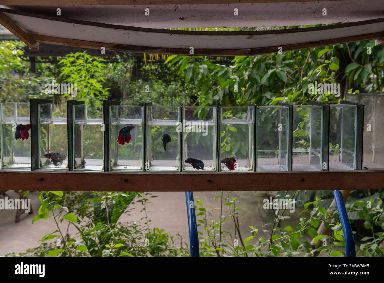 Small aquaria fot male of Siamese fighting fish, Betta splendens ...