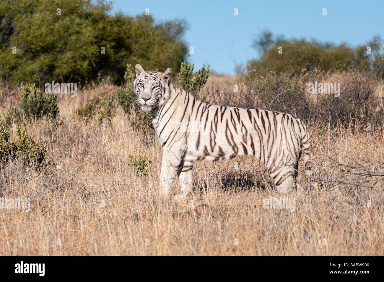white tiger standing on the hillside in short dry grass Stock Photo - Alamy