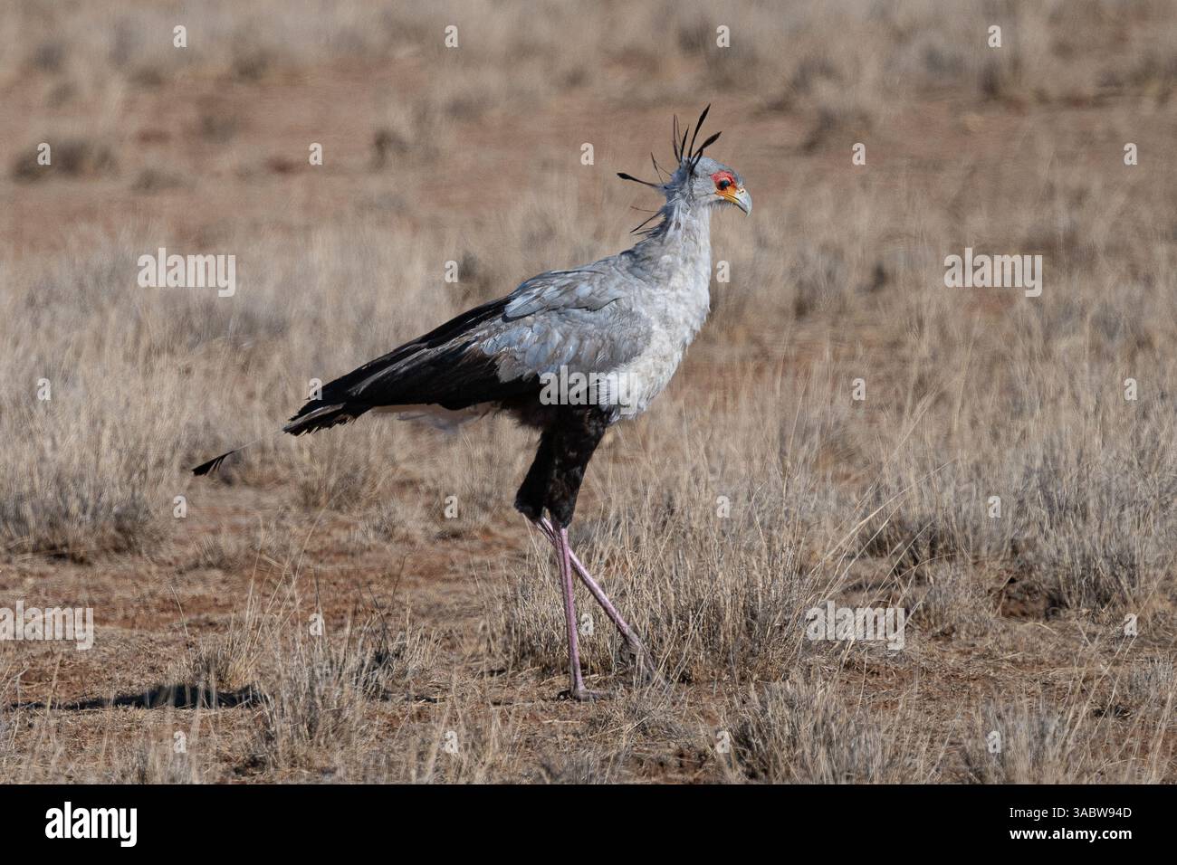 Beautiful secretary bird walking hi-res stock photography and images ...