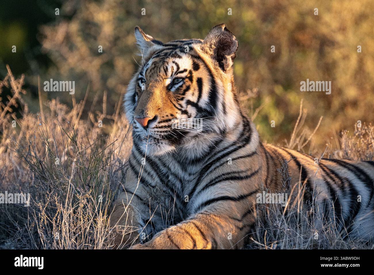 Big cat laying grass hi-res stock photography and images - Alamy