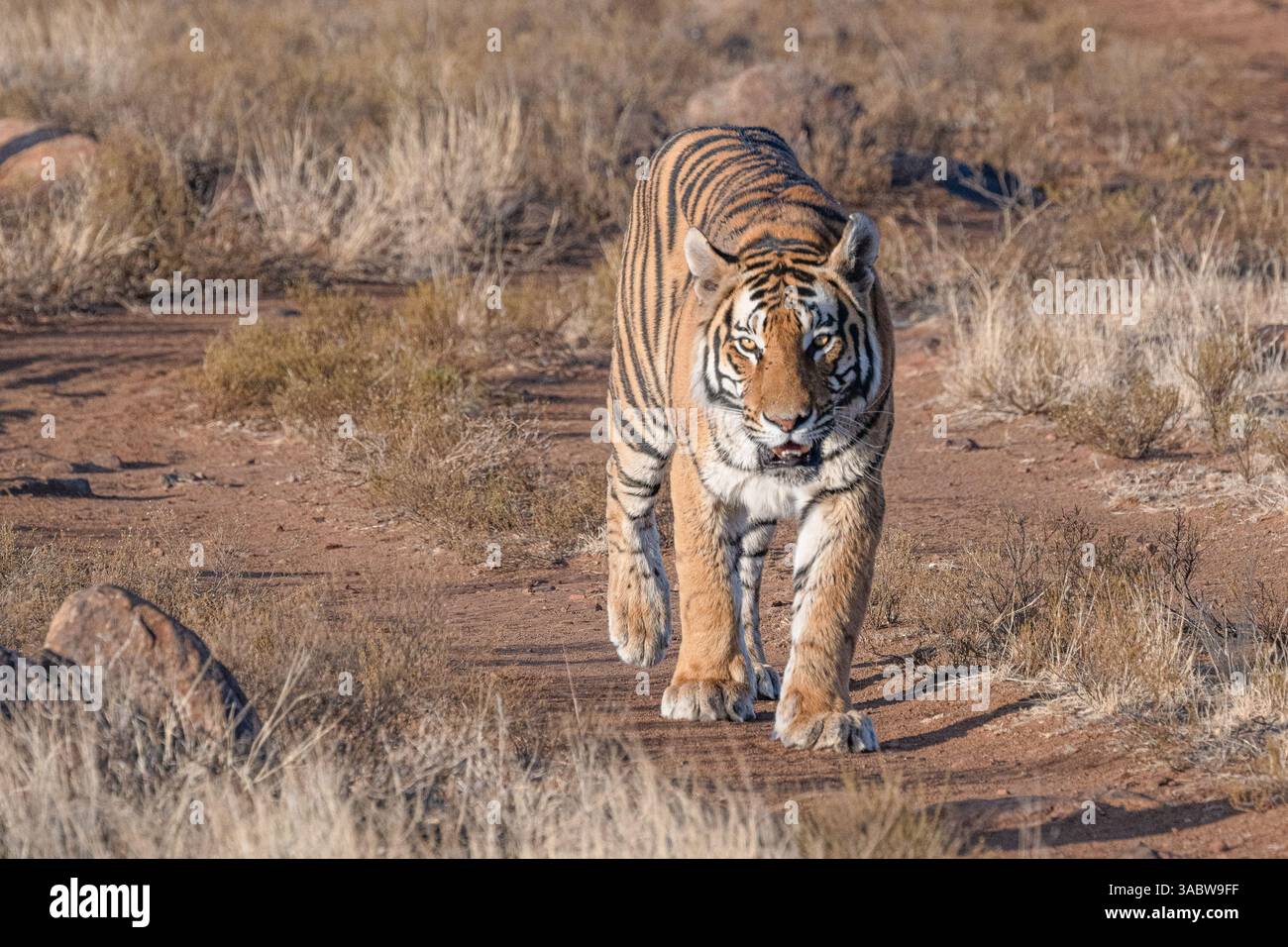Bengal Tiger walking down a dirt track towards the camera Stock Photo ...