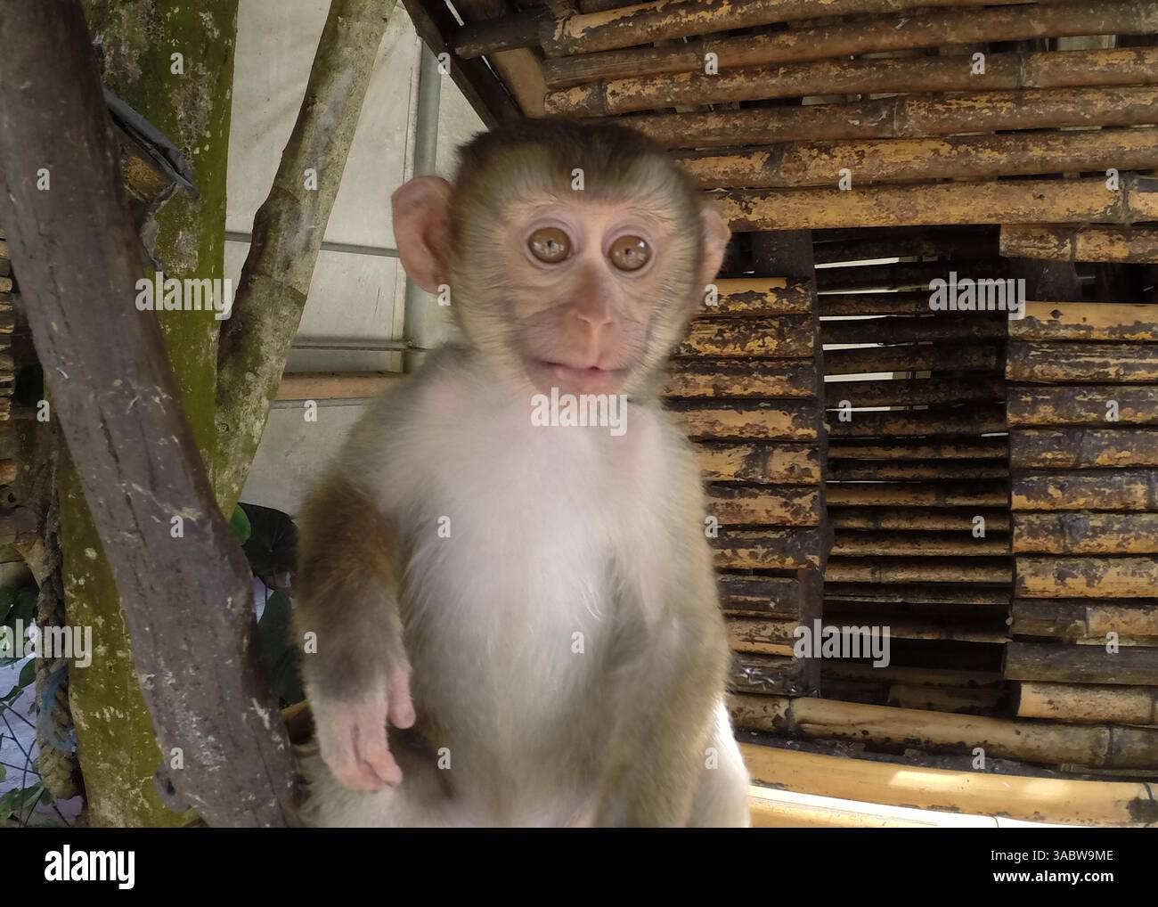 Cute monkey staring at the camera Stock Photo - Alamy