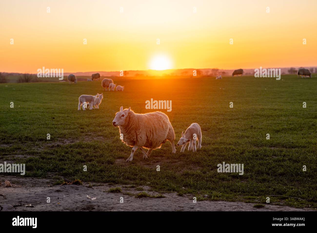 A herd of sheep are grazing in a field as the sun sets. The sun is low ...