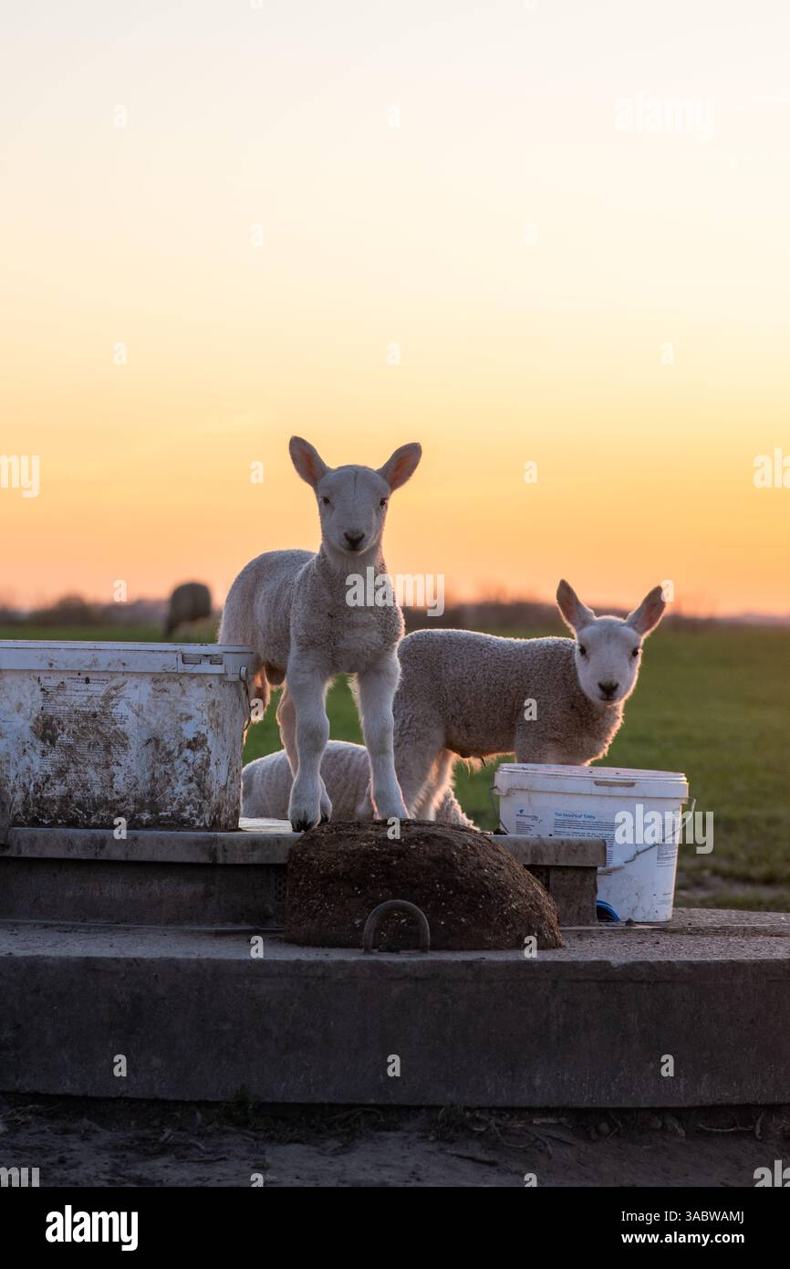 Two baby lambs standing on a cement ledge next to a bucket. The sun is ...