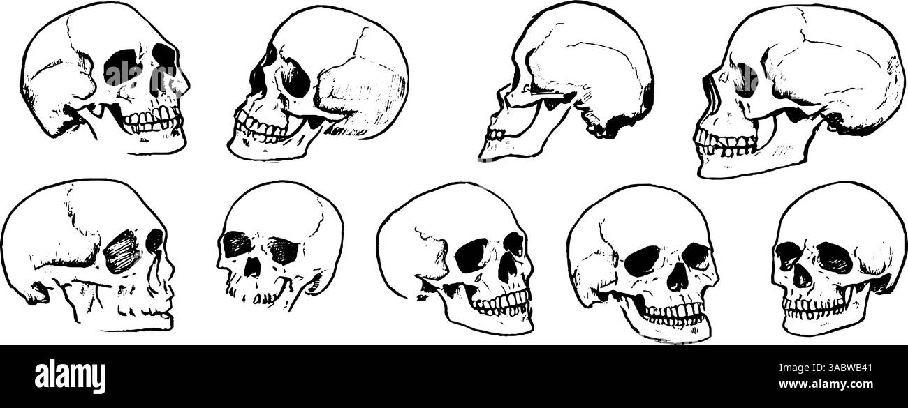 Collection of Skull Illustrations in Various Angles Stock Vector Image ...