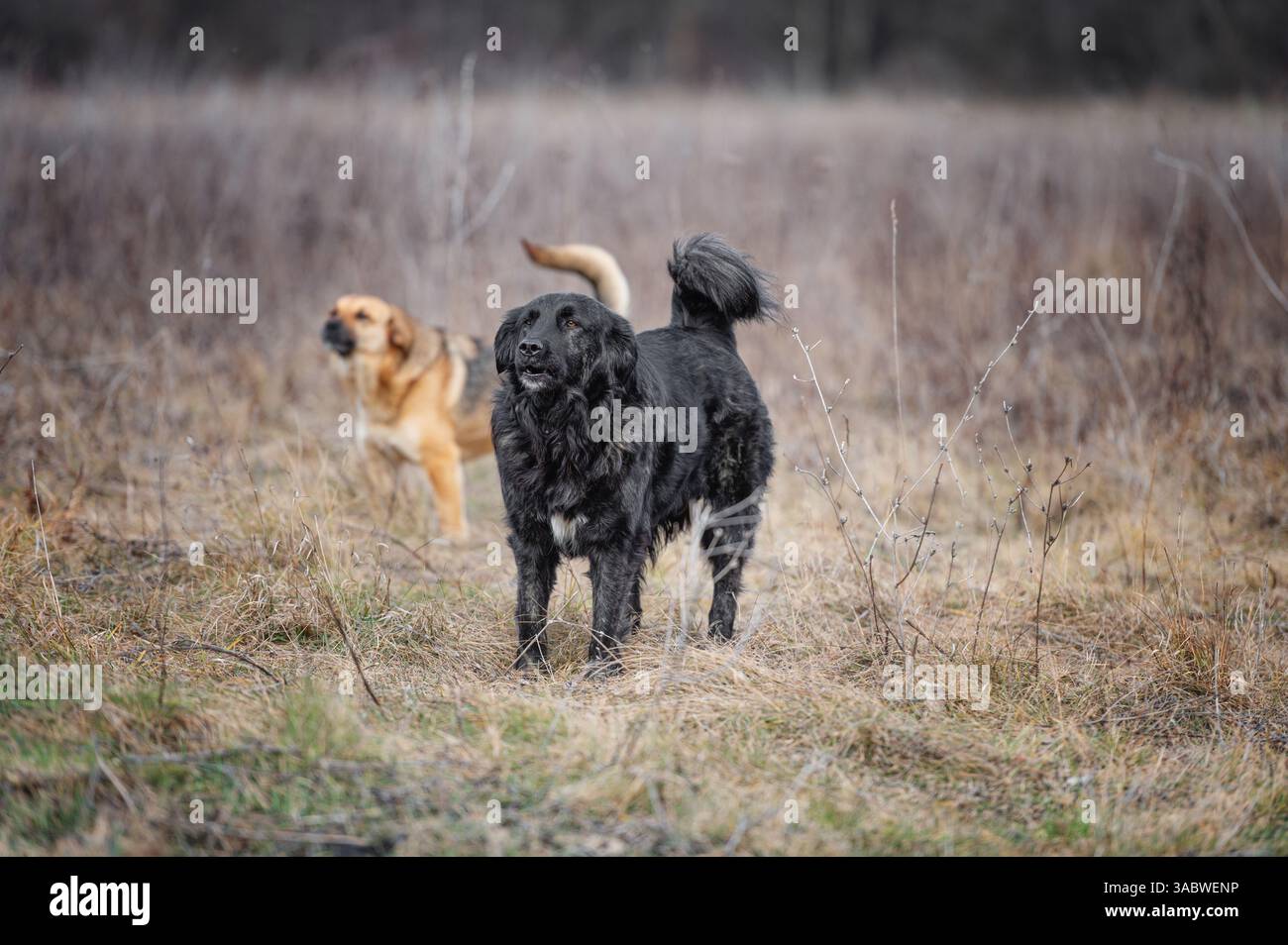 Stray dogs in a large meadow stand by the side of the road and bark at ...