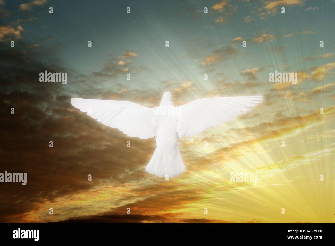 Beautiful white dove flying in sky under sunlight Stock Photo - Alamy