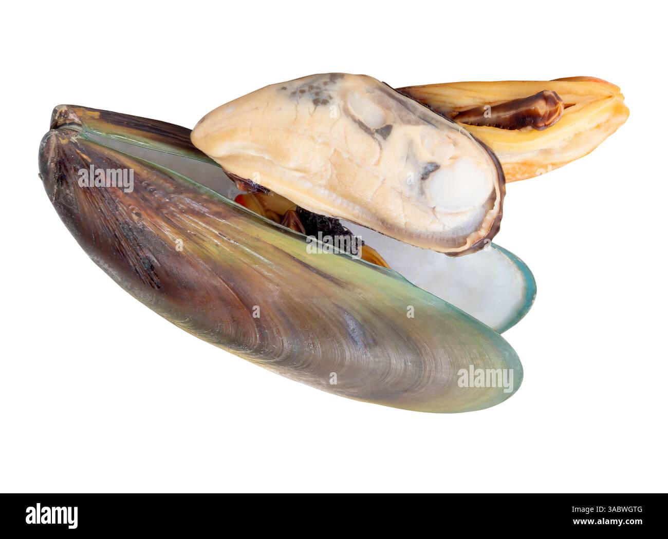 Three cooked or steamed green mussels with green mussels meat in stack ...