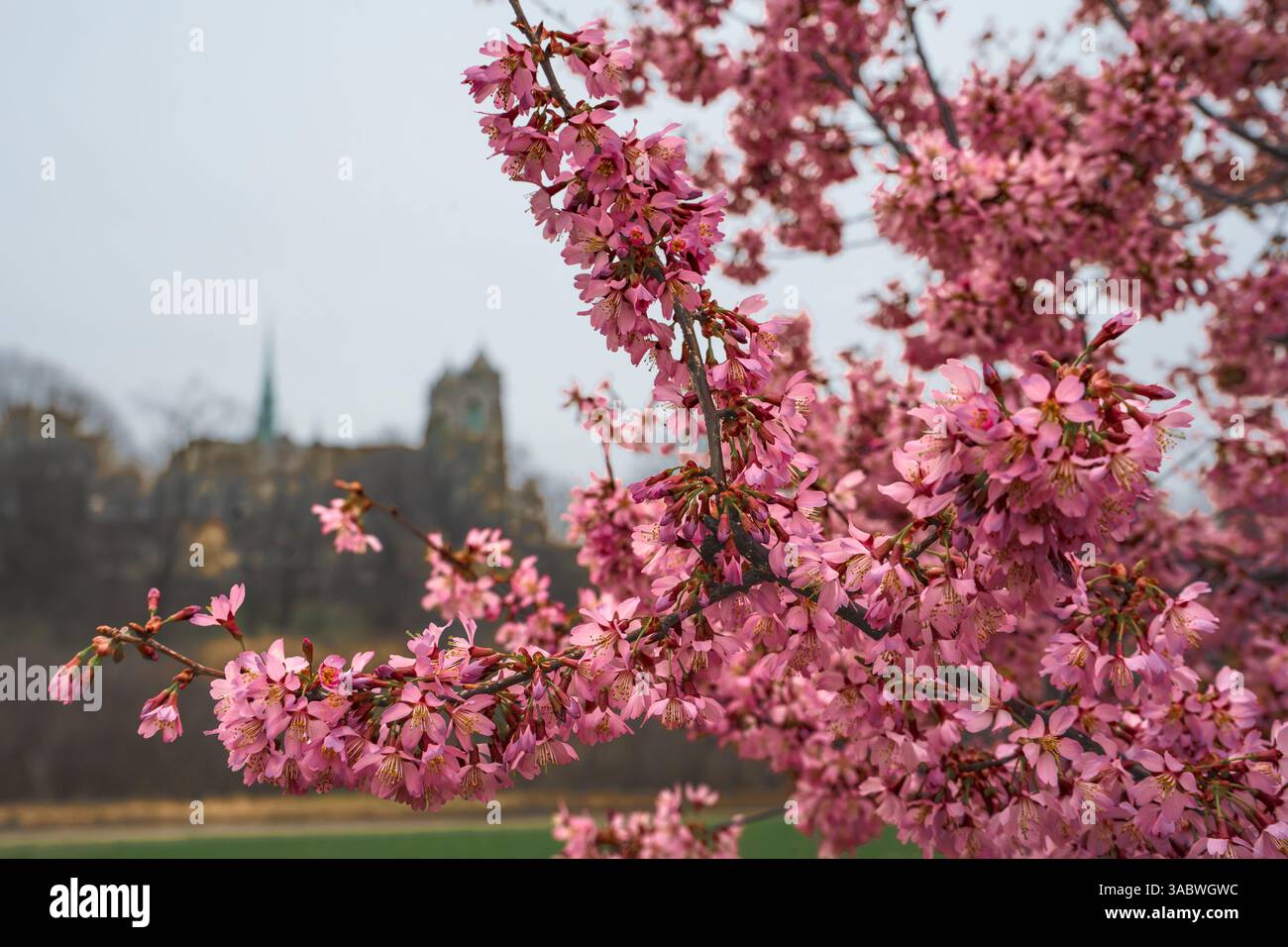 Newark, NJ - US - Mar 30, 2025 Branch Brook Park is a scenic urban ...