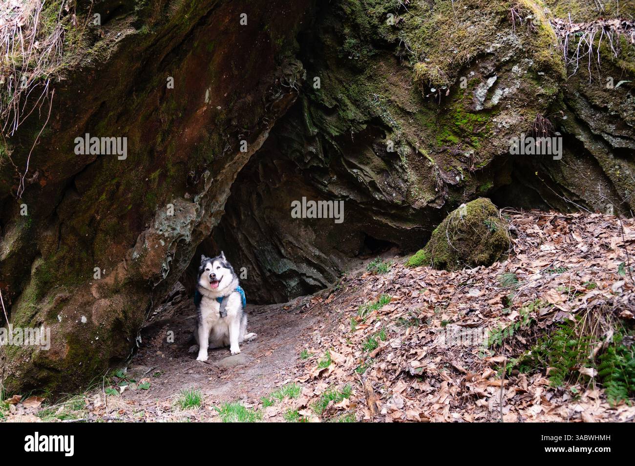 Malamute dog sitting under rock formation in Kentucky Red River Gorge ...