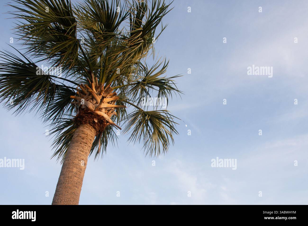 palmetto tree with sky background Stock Photo - Alamy