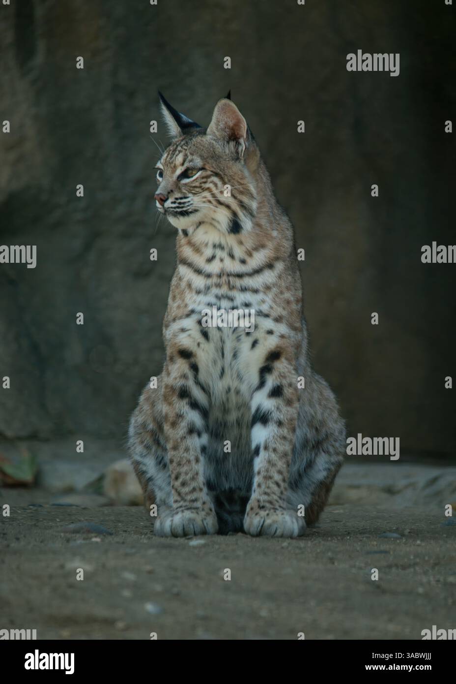 Alert bobcat hi-res stock photography and images - Alamy