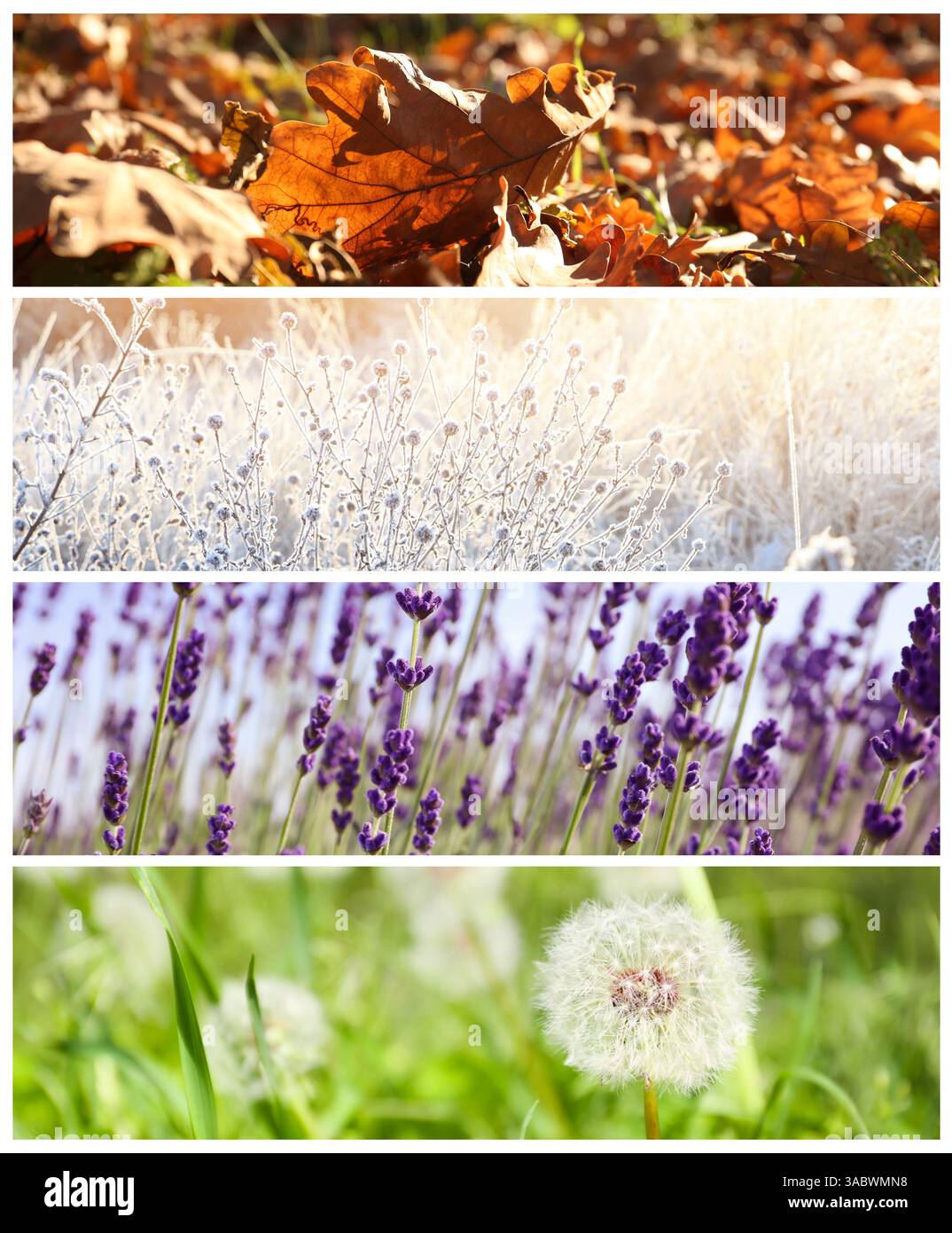 Four seasons of year. Collage with pictures of nature in winter, summer ...