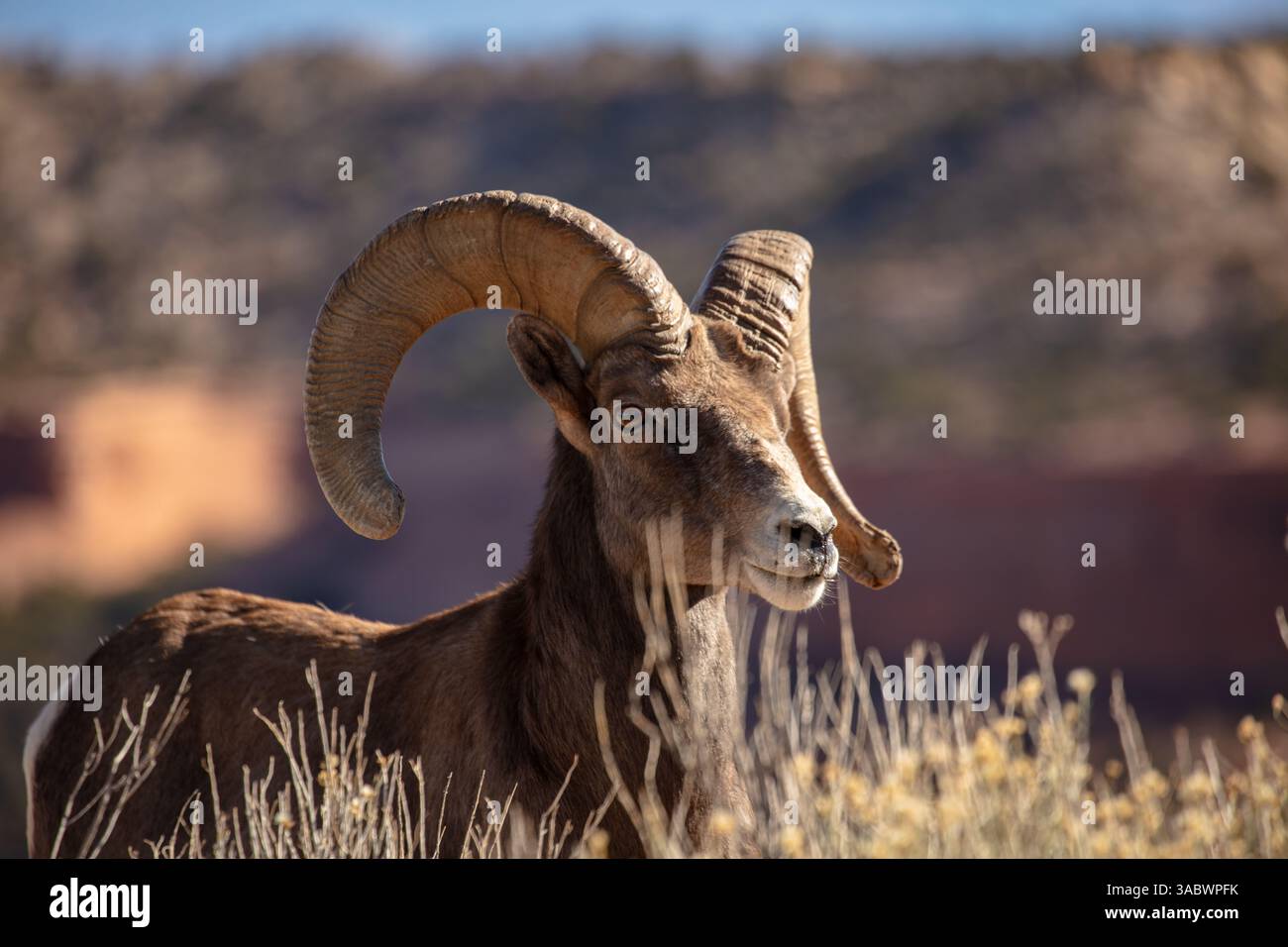 Male Bighorn Sheep (Ram) at Colorado National Monument outside of Grand ...