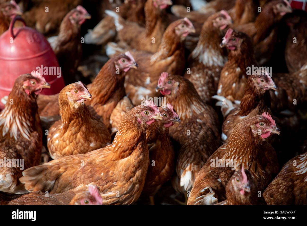 Brown chickens inside a poultry farm in Valuka, Bangladesh Stock Photo ...