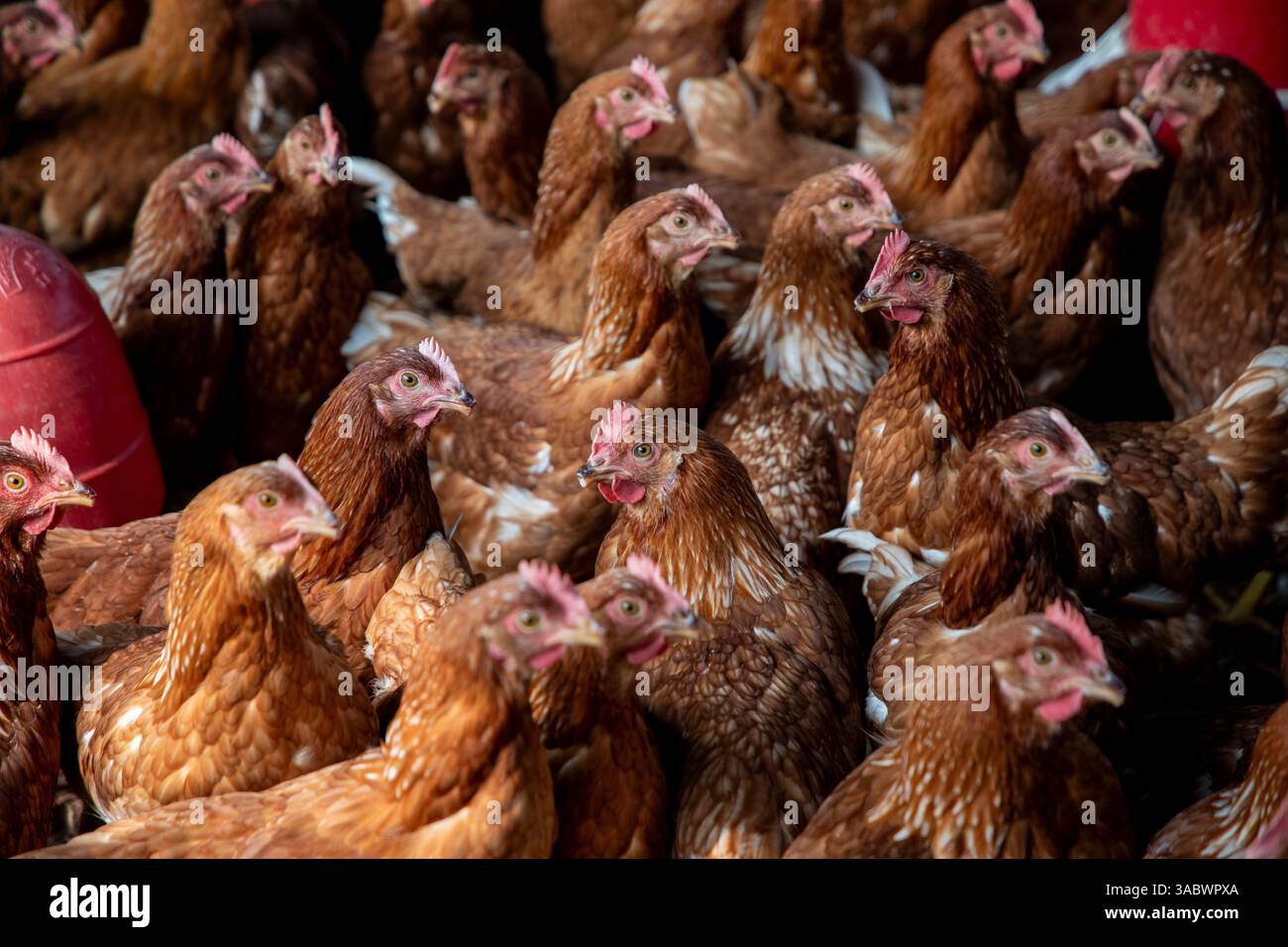 Brown chickens inside a poultry farm in Valuka, Bangladesh Stock Photo ...