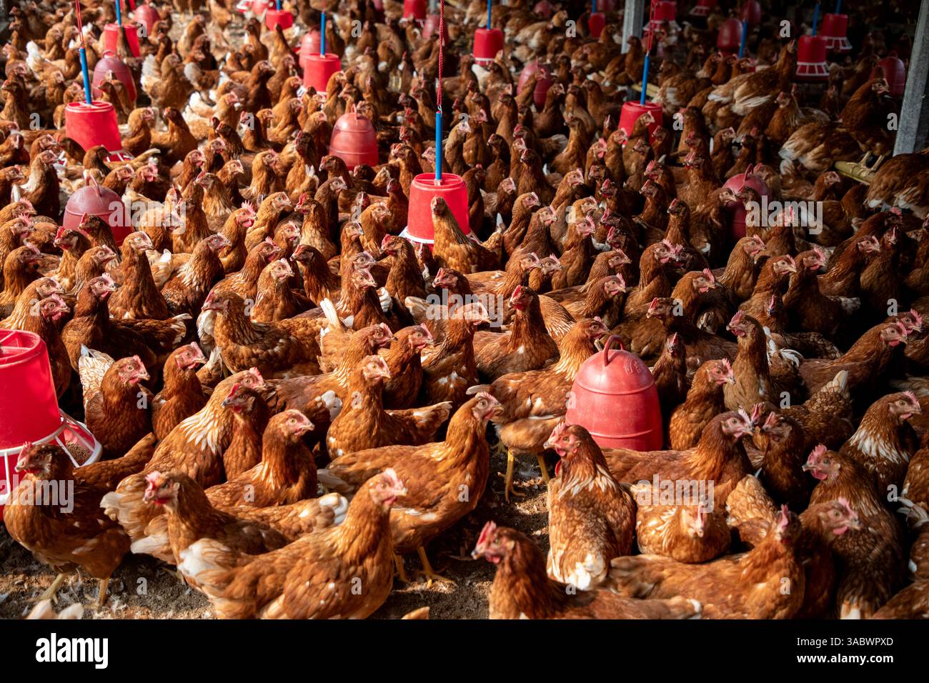 Brown chickens inside a poultry farm in Valuka, Bangladesh Stock Photo ...
