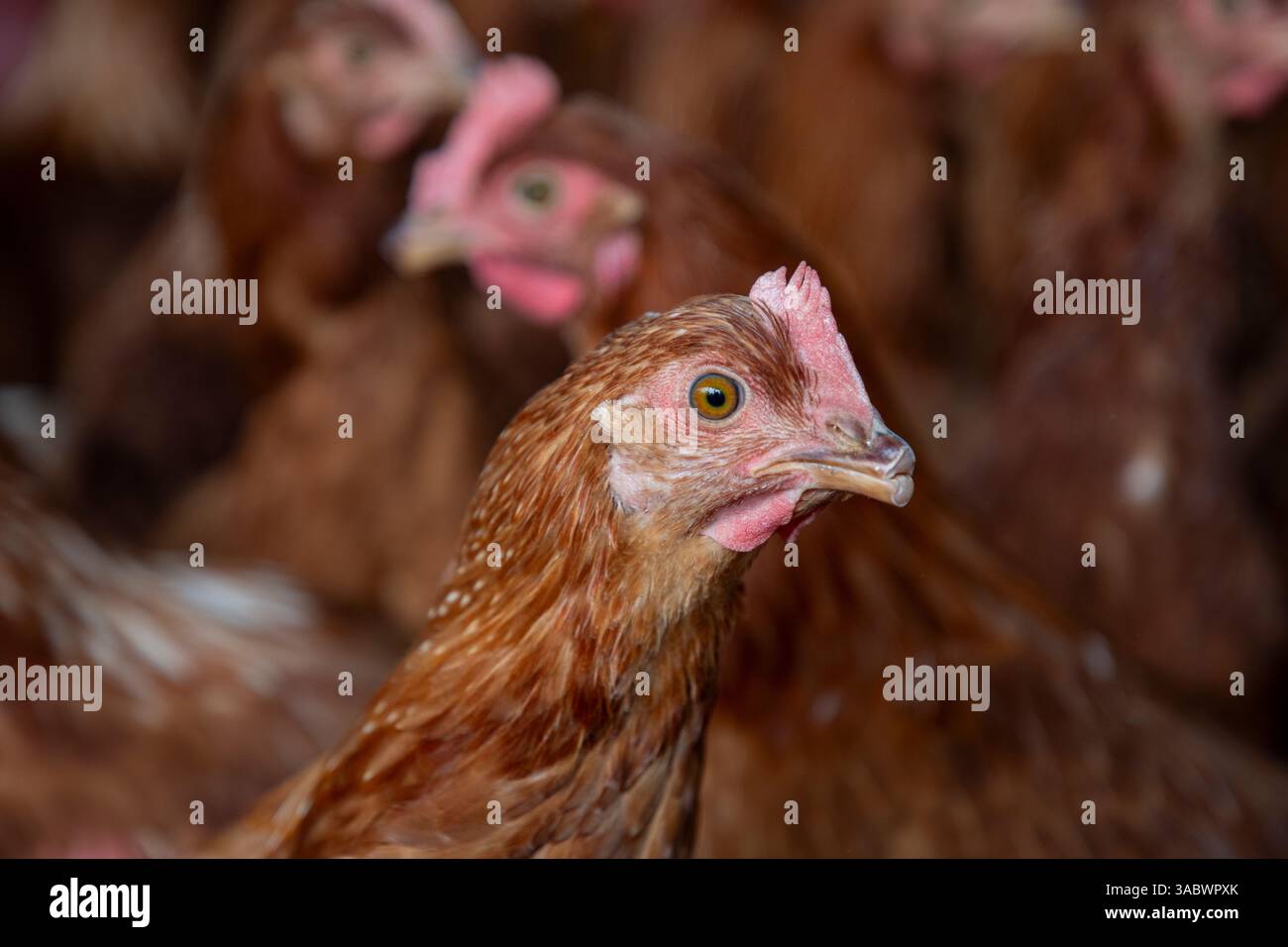 Brown chickens inside a poultry farm in Valuka, Bangladesh Stock Photo ...