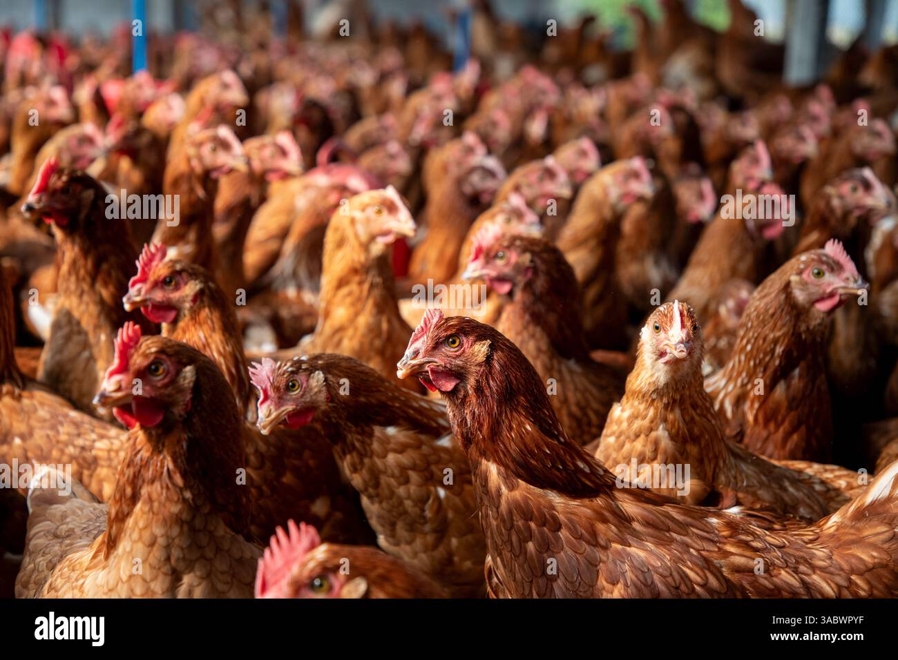 Brown chickens inside a poultry farm in Valuka, Bangladesh Stock Photo ...