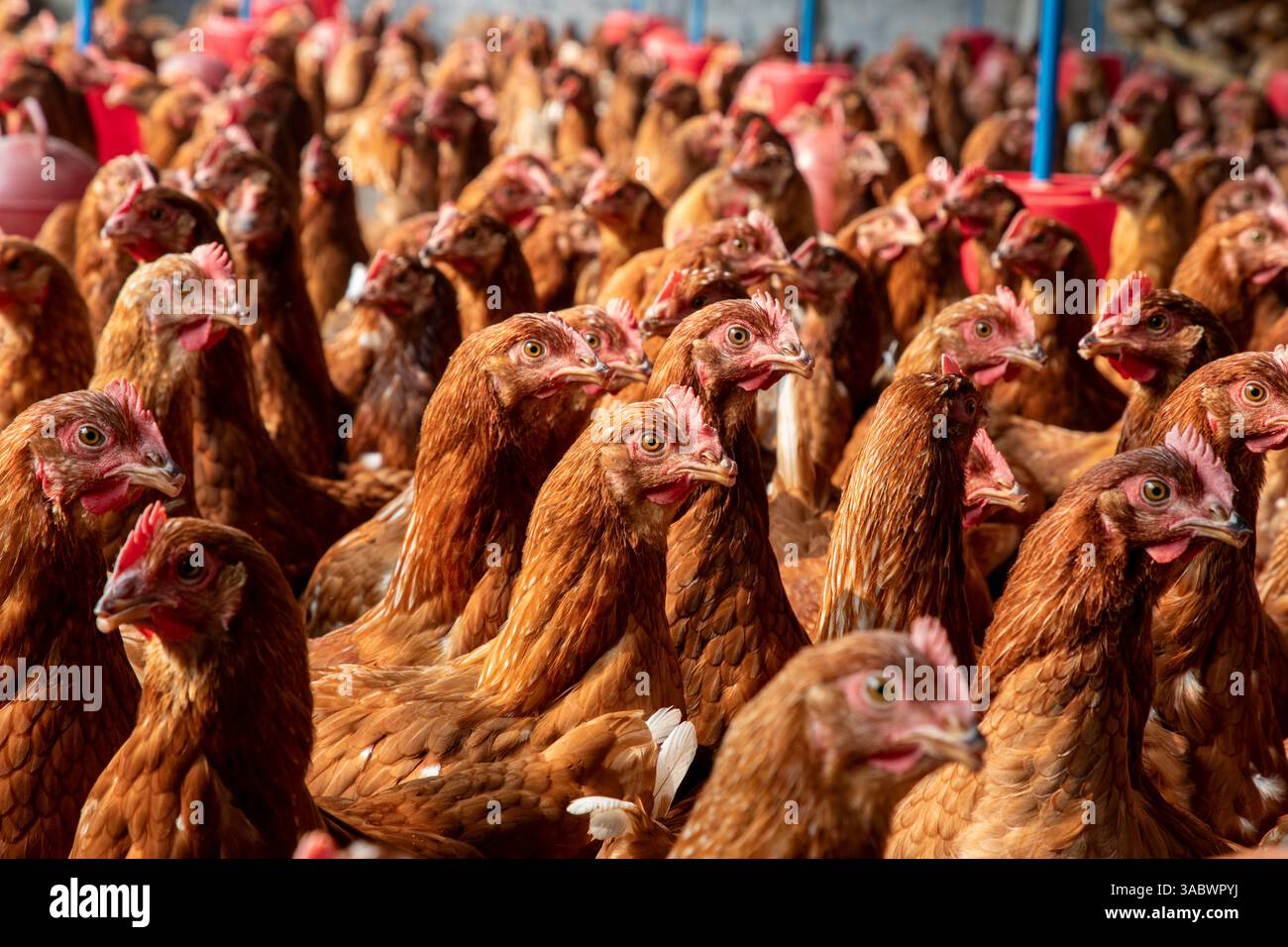 Brown chickens inside a poultry farm in Valuka, Bangladesh Stock Photo ...