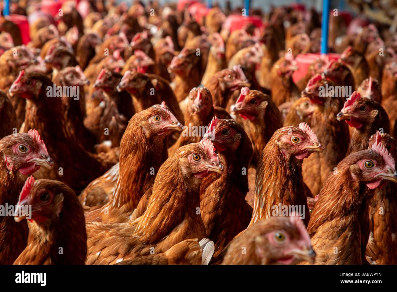 Brown chickens inside a poultry farm in Valuka, Bangladesh Stock Photo ...