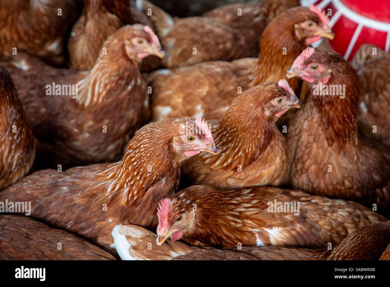 Brown chickens inside a poultry farm in Valuka, Bangladesh Stock Photo ...