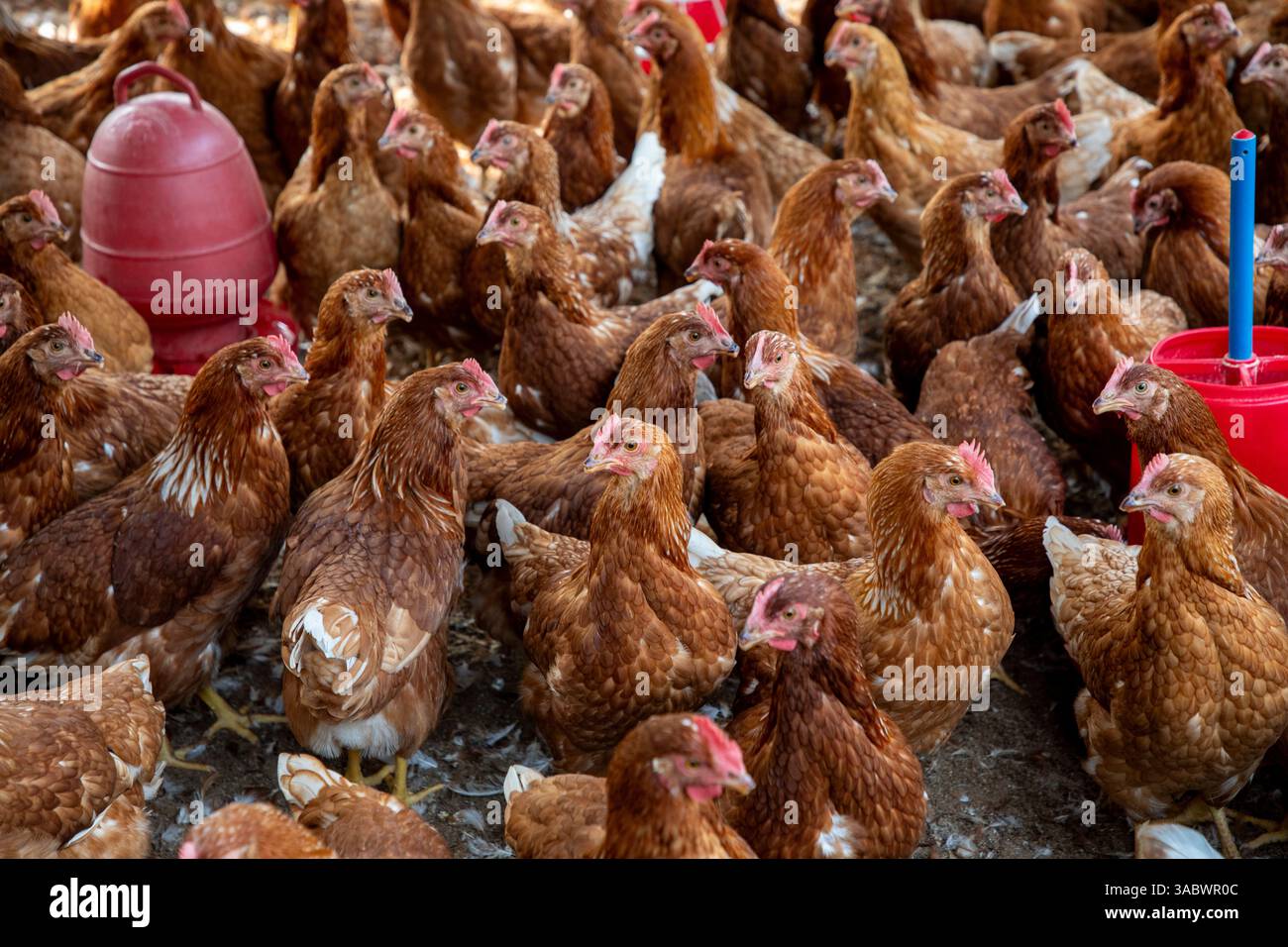 Brown chickens inside a poultry farm in Valuka, Bangladesh Stock Photo ...