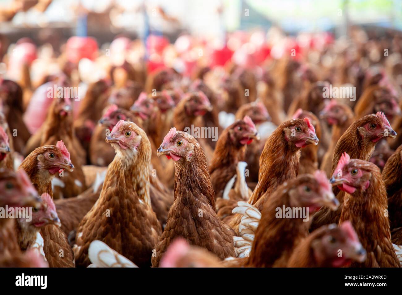Brown chickens inside a poultry farm in Valuka, Bangladesh Stock Photo ...