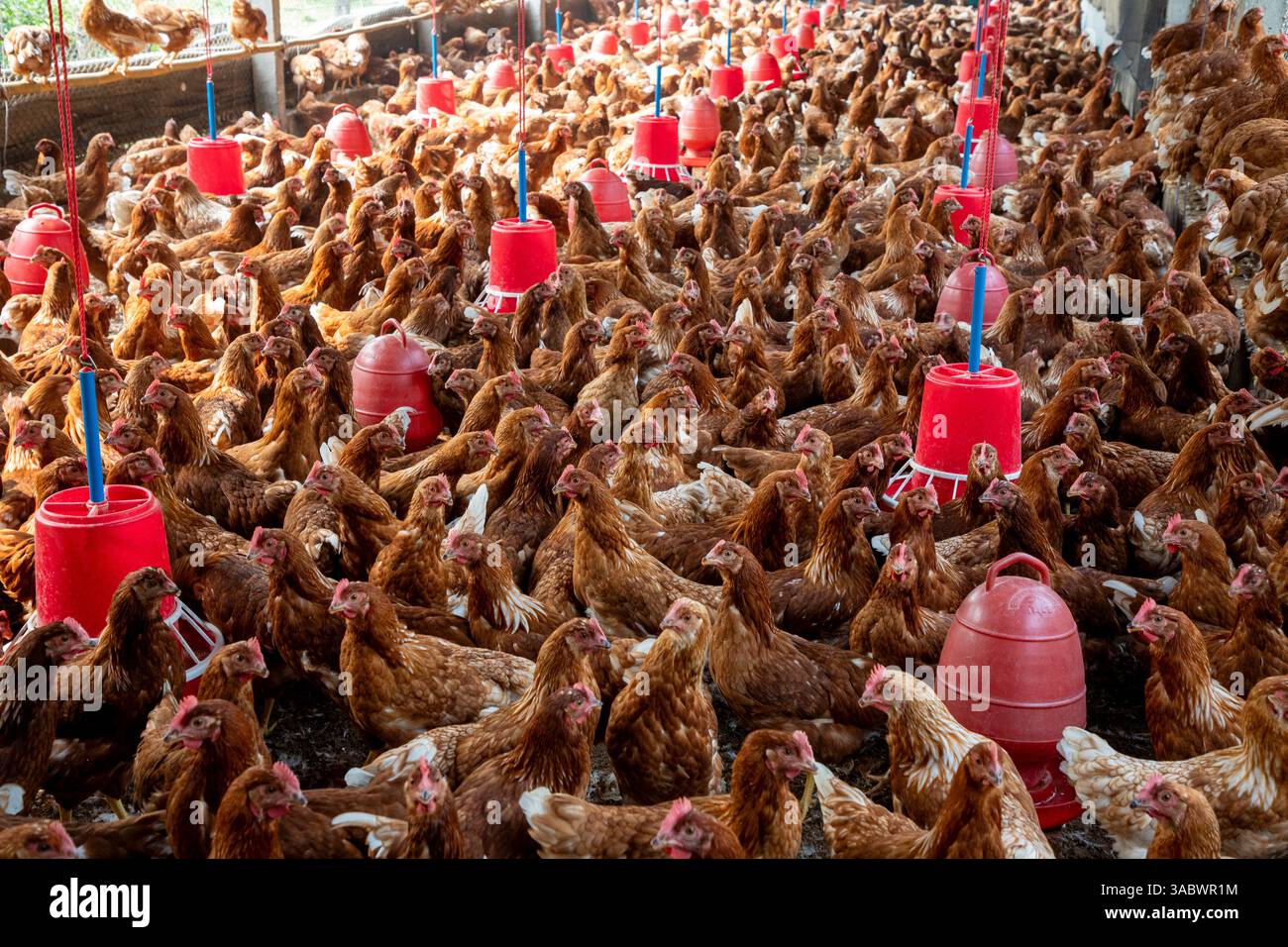 Brown chickens inside a poultry farm in Valuka, Bangladesh Stock Photo ...