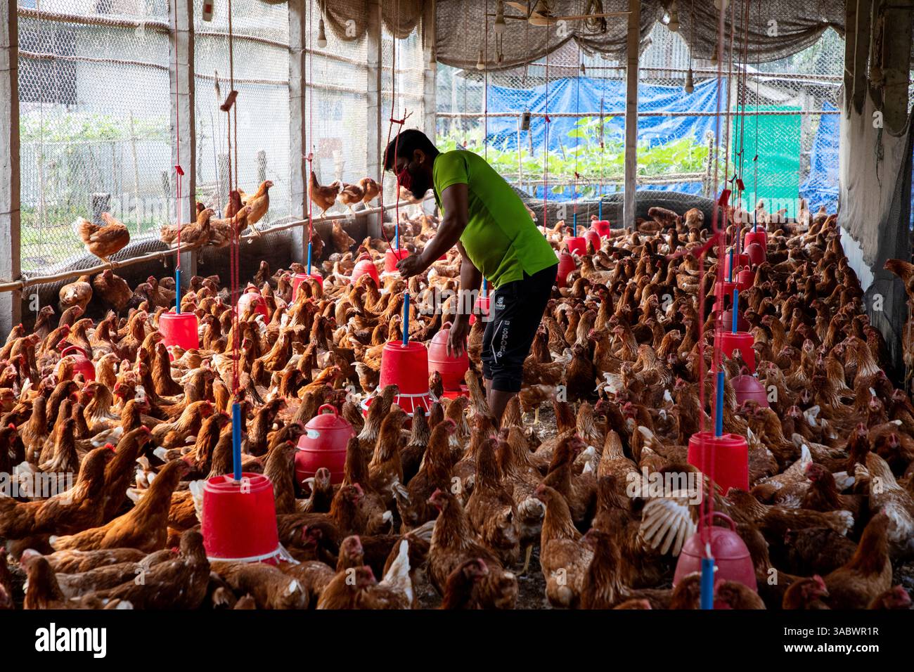 A worker feeding chickens inside a poultry farm at Valuka in Mymensingh ...