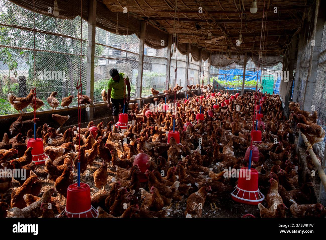 A worker feeding chickens inside a poultry farm at Valuka in Mymensingh ...