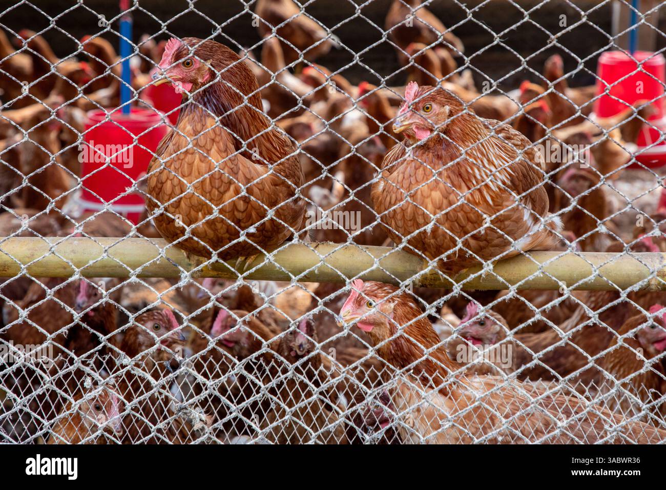 Brown chickens inside a poultry farm in Valuka, Bangladesh Stock Photo ...