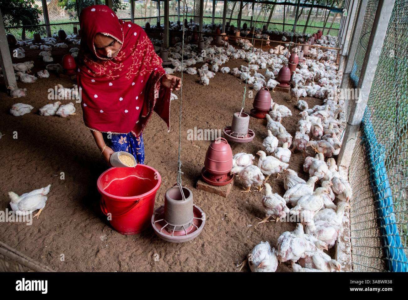 Poultry in farm environment hi-res stock photography and images - Alamy